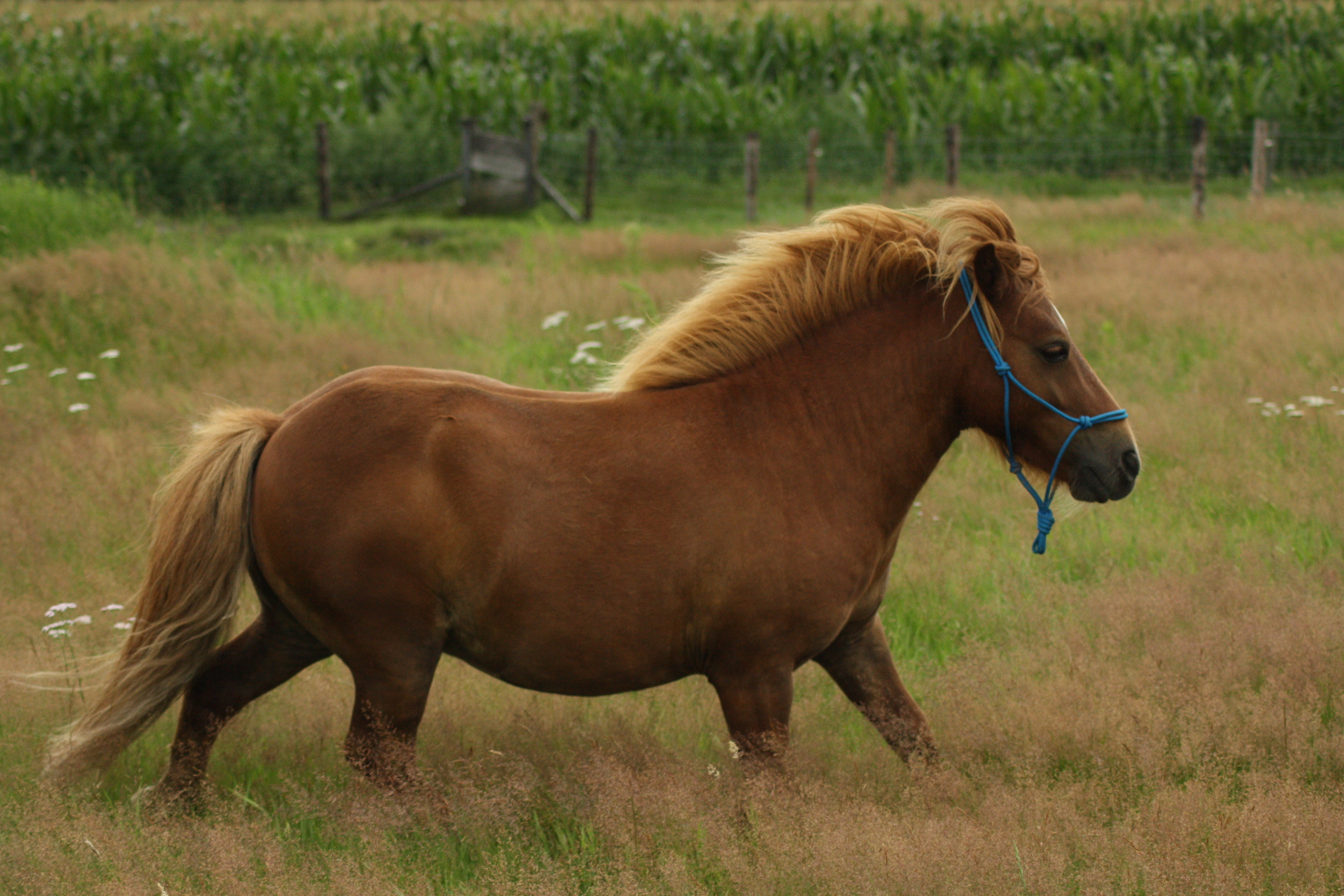 D pony ruin 4 jaar & shetlander ruin 6 jaar | Bokt.nl