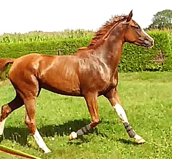 D-pony, merrie | Bokt.nl