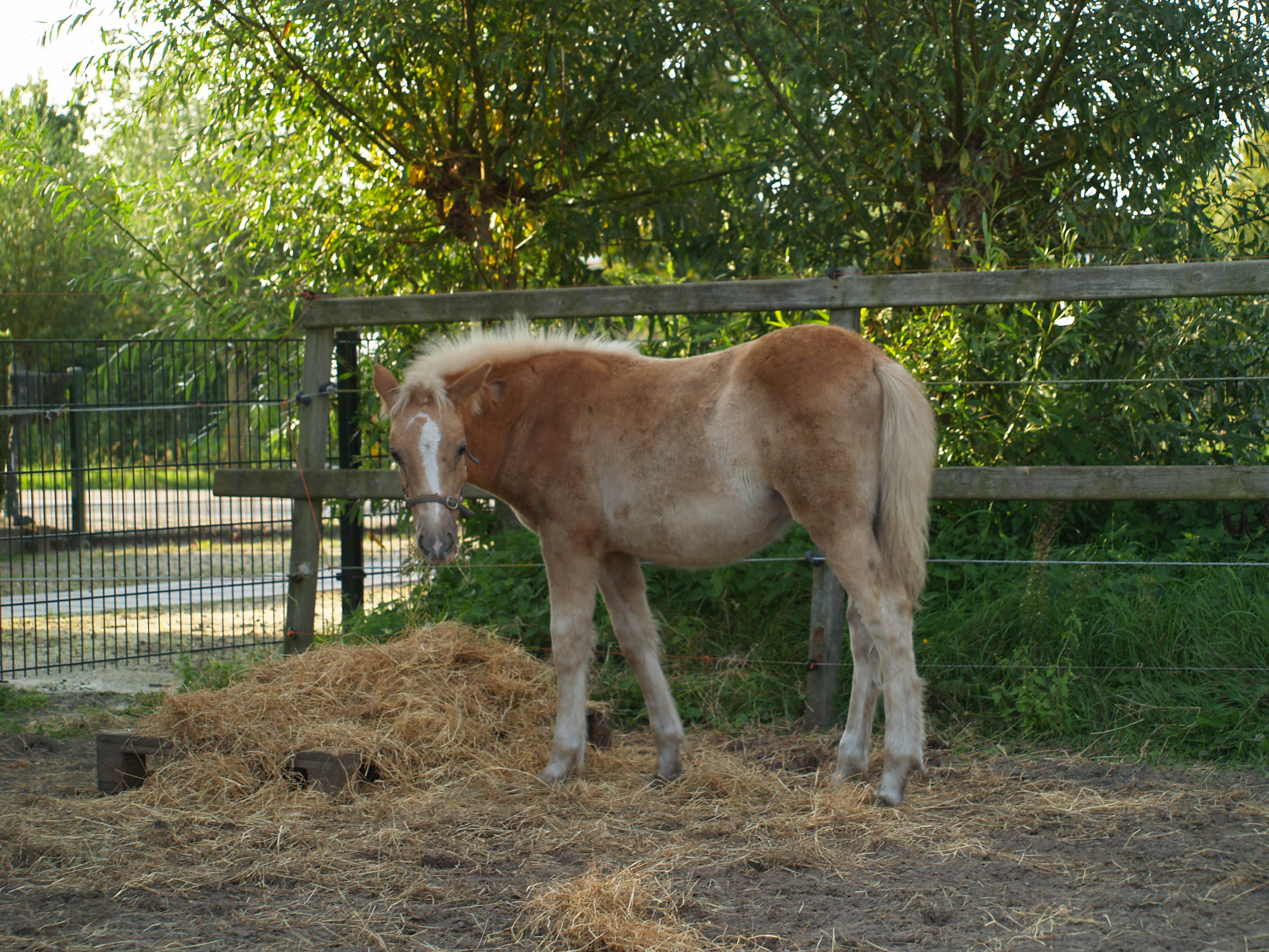 Stoer haflinger veulen | Bokt.nl