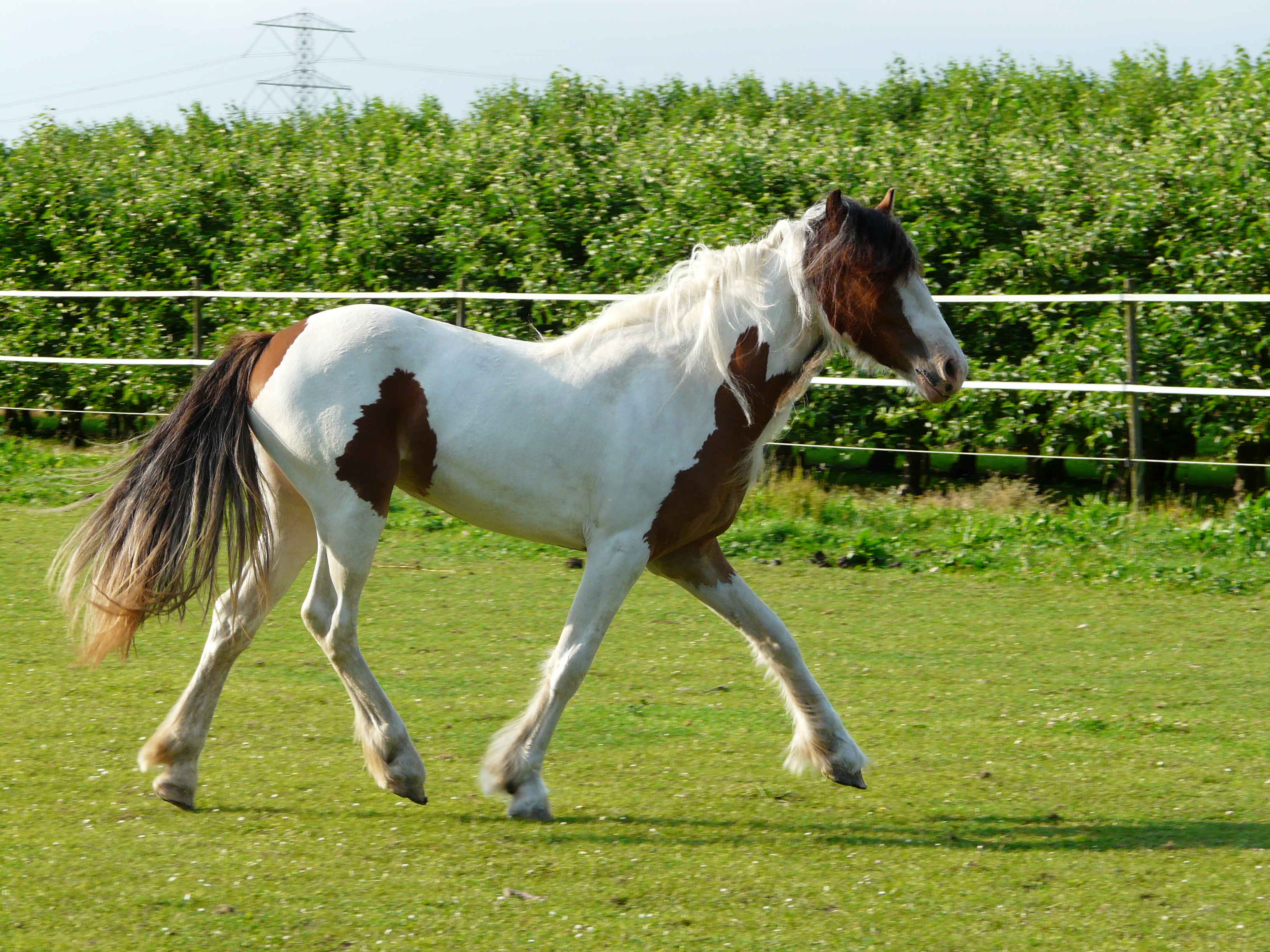Te Koop 2 jarige bruinbonte tinker merrie | Bokt.nl