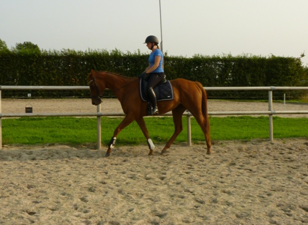 Lieve vos merrie | Bokt.nl