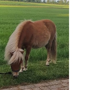 Super lieve vos hengst, ruilen met een palomino | Bokt.nl