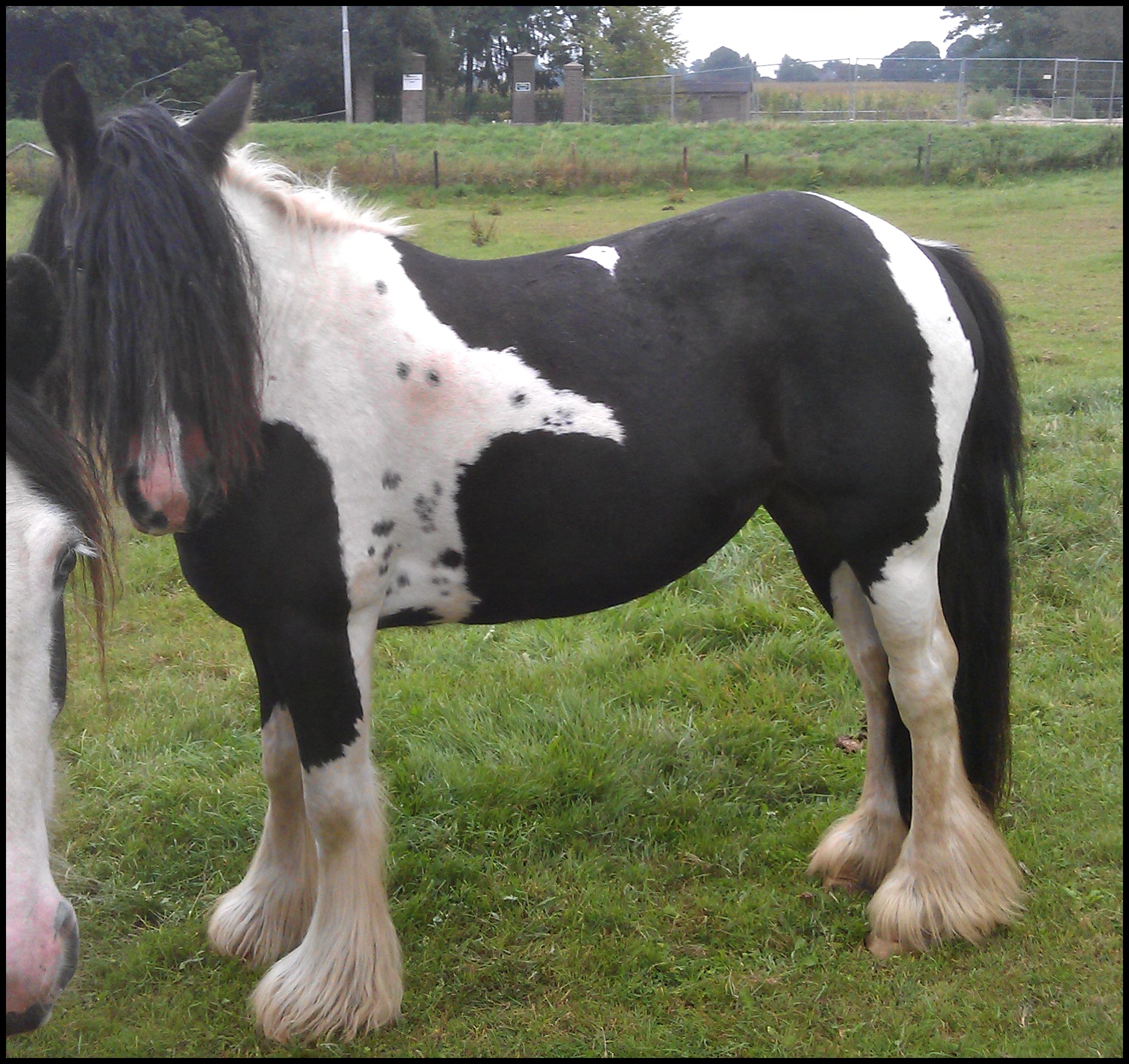 Prachtige 1e premie ICS Tinker merrie | Bokt.nl