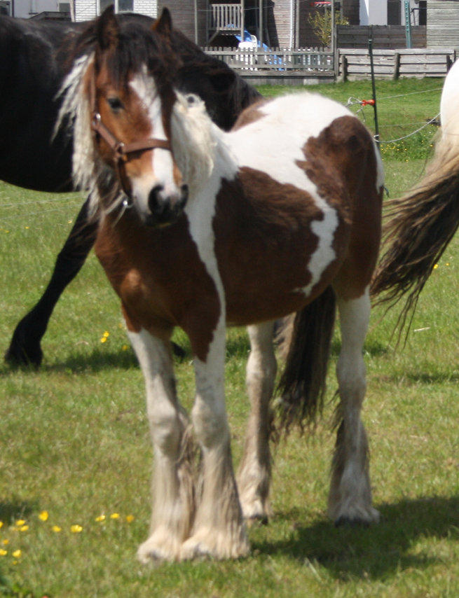5 Prachtige lieve tinker merries en een friese merrie | Bokt.nl