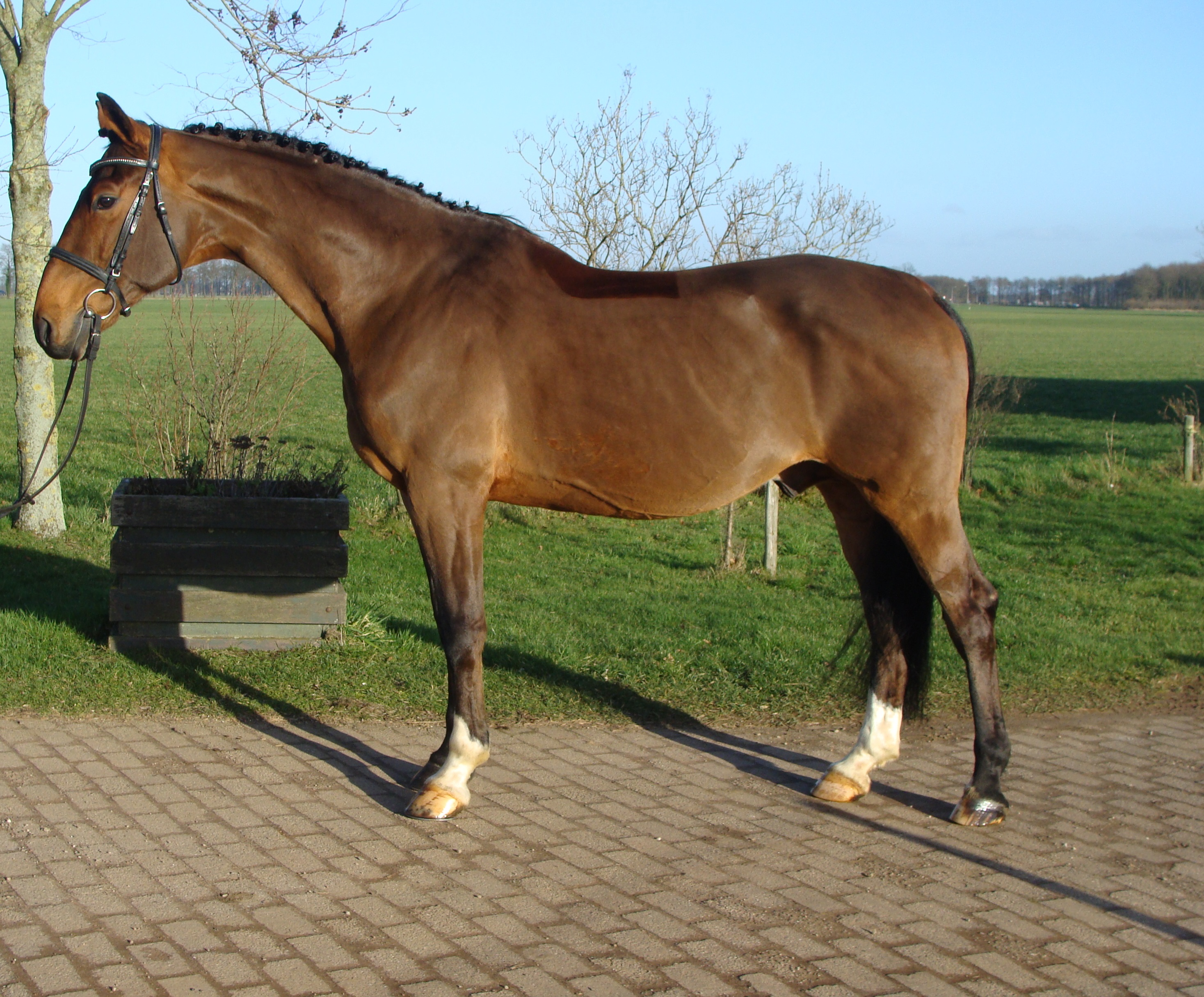 Ter dekking. Allrounde gelderse hengst met TOPkarakter | Bokt.nl