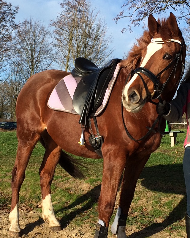 Lieve vos merrie te koop | Bokt.nl