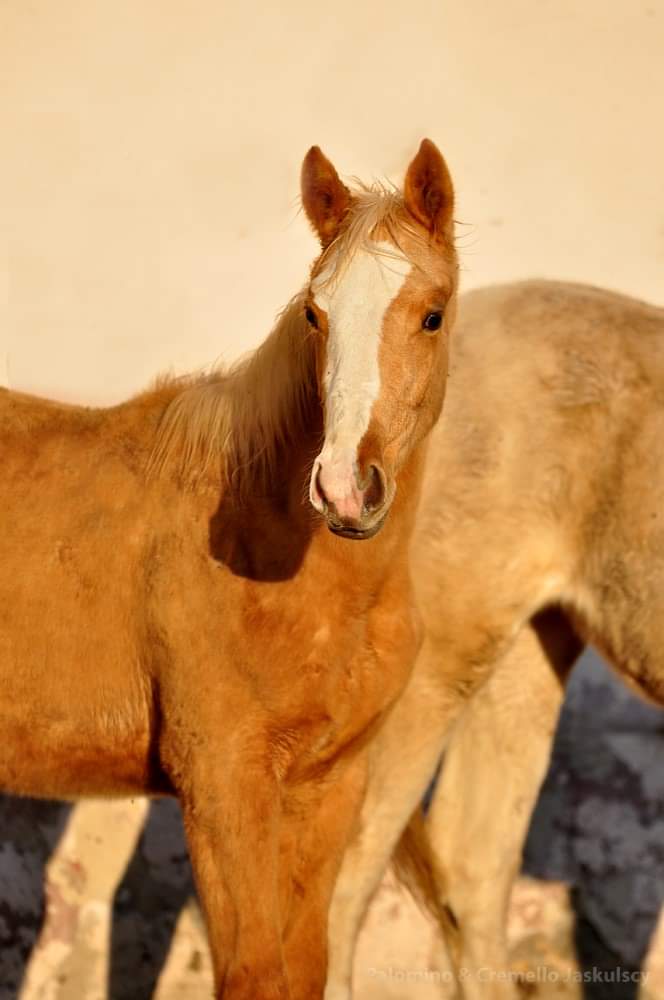 Palomino Sport veulen merrie | Bokt.nl