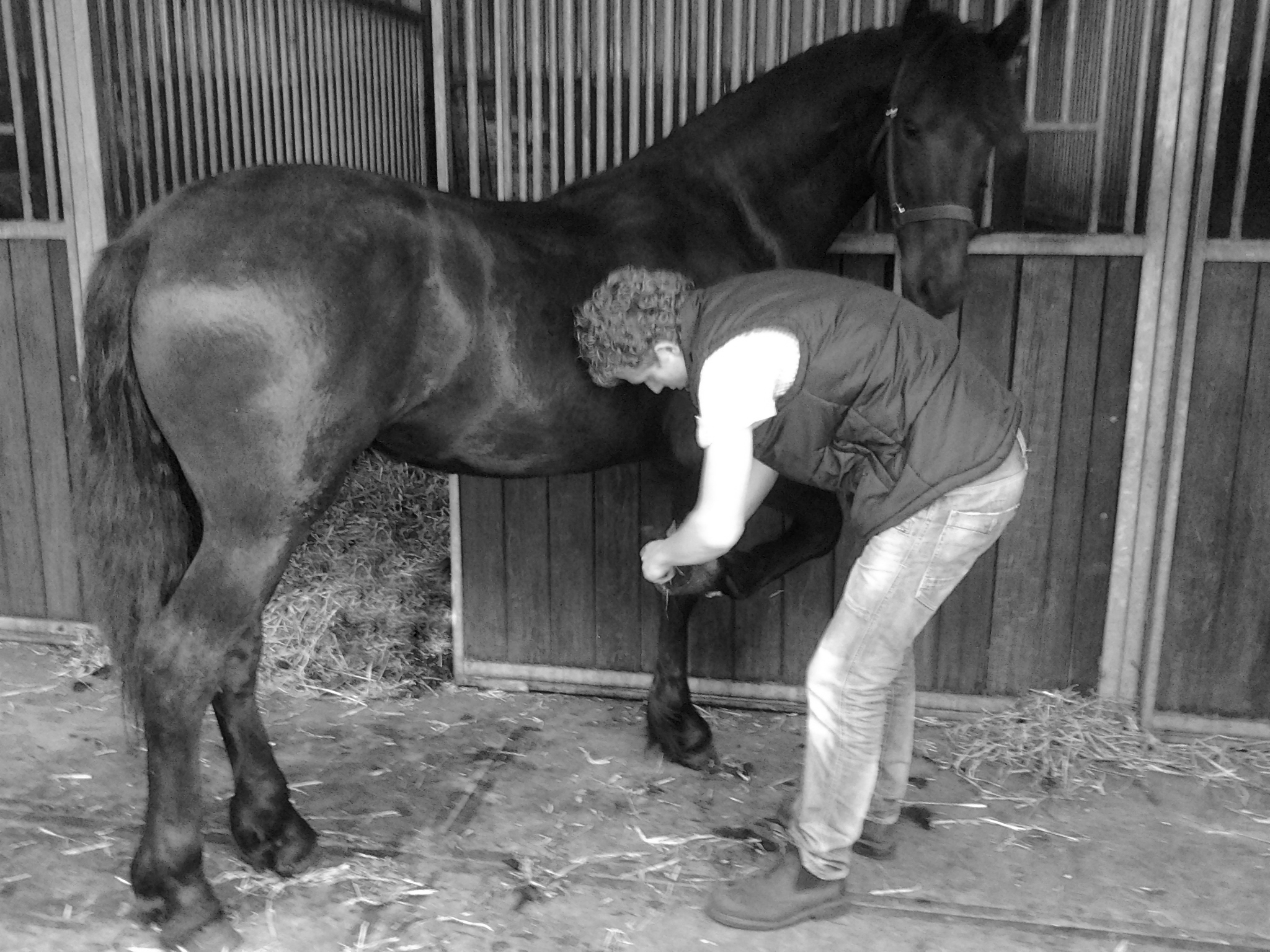 Friese jaarling merrie (Feitse 293 X Maurus 441) | Bokt.nl