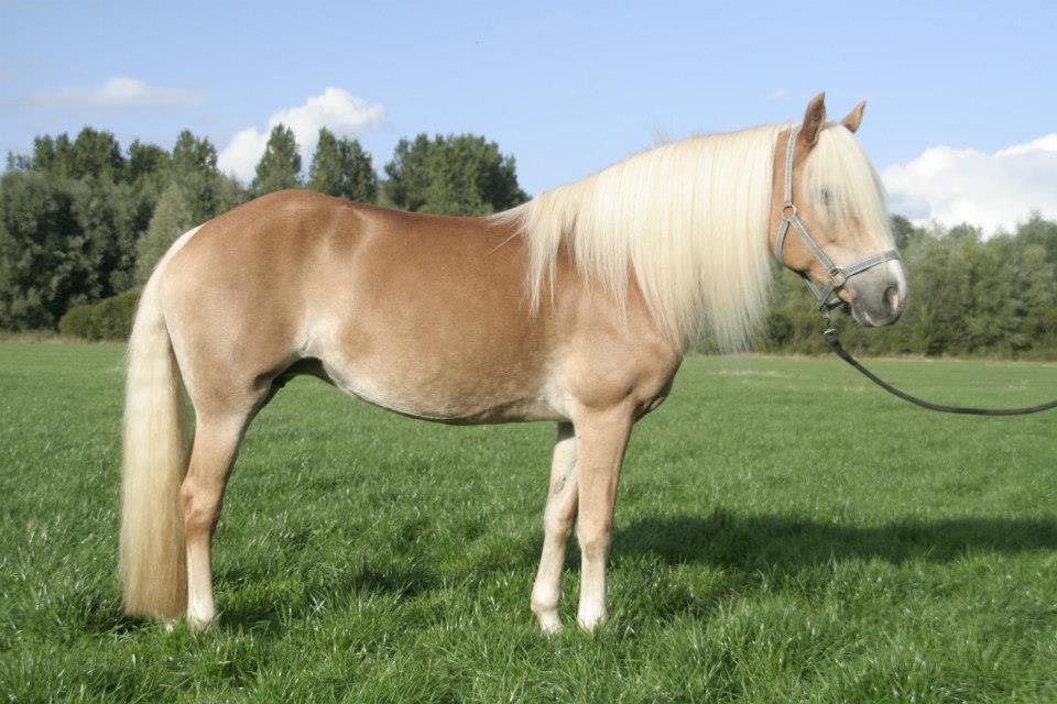 Mooie Sport Haflinger | Bokt.nl
