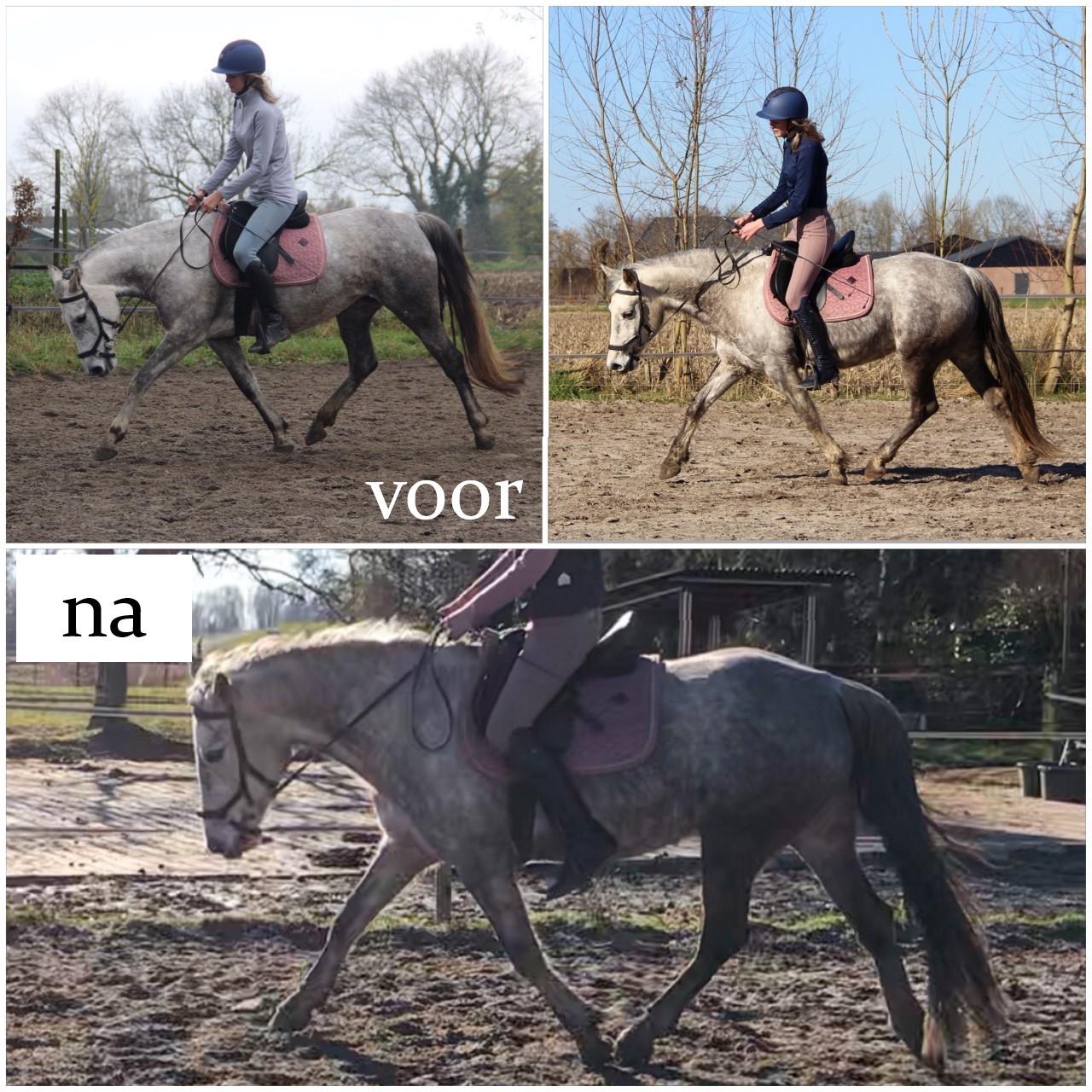 Klassieke Dressuur & Houding en Zit lessen | Bokt.nl