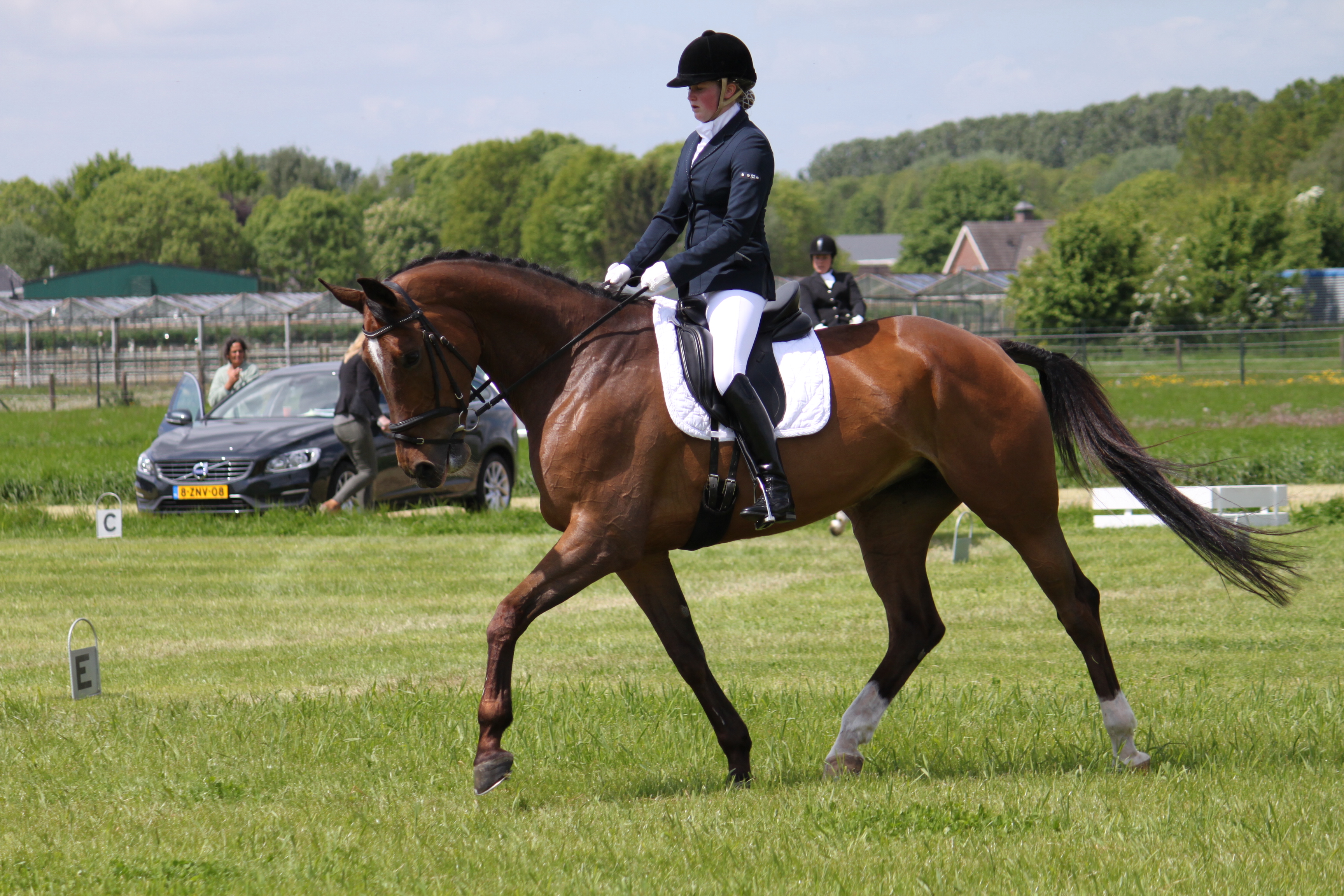 Allround sportpaard | Bokt.nl