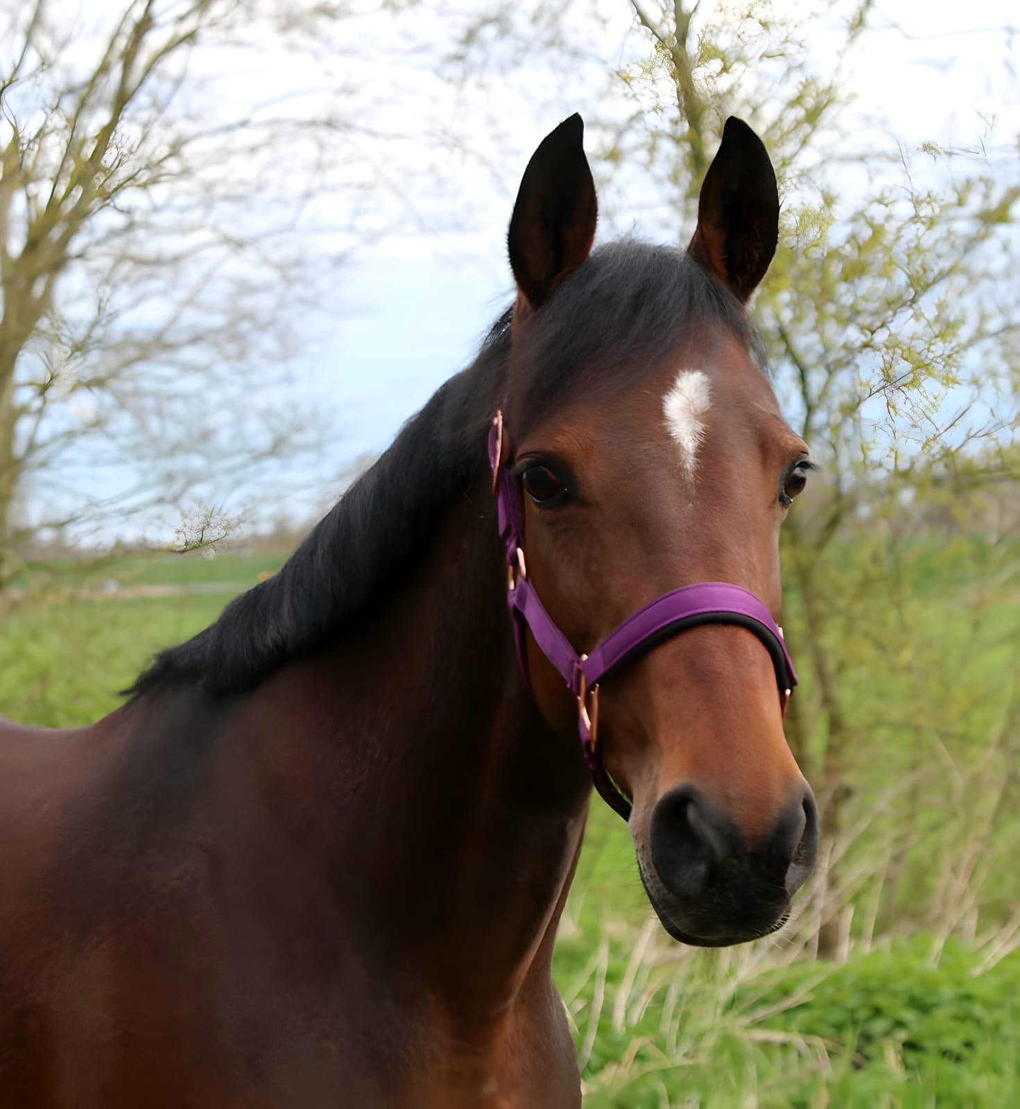 Lieve D pony | Bokt.nl