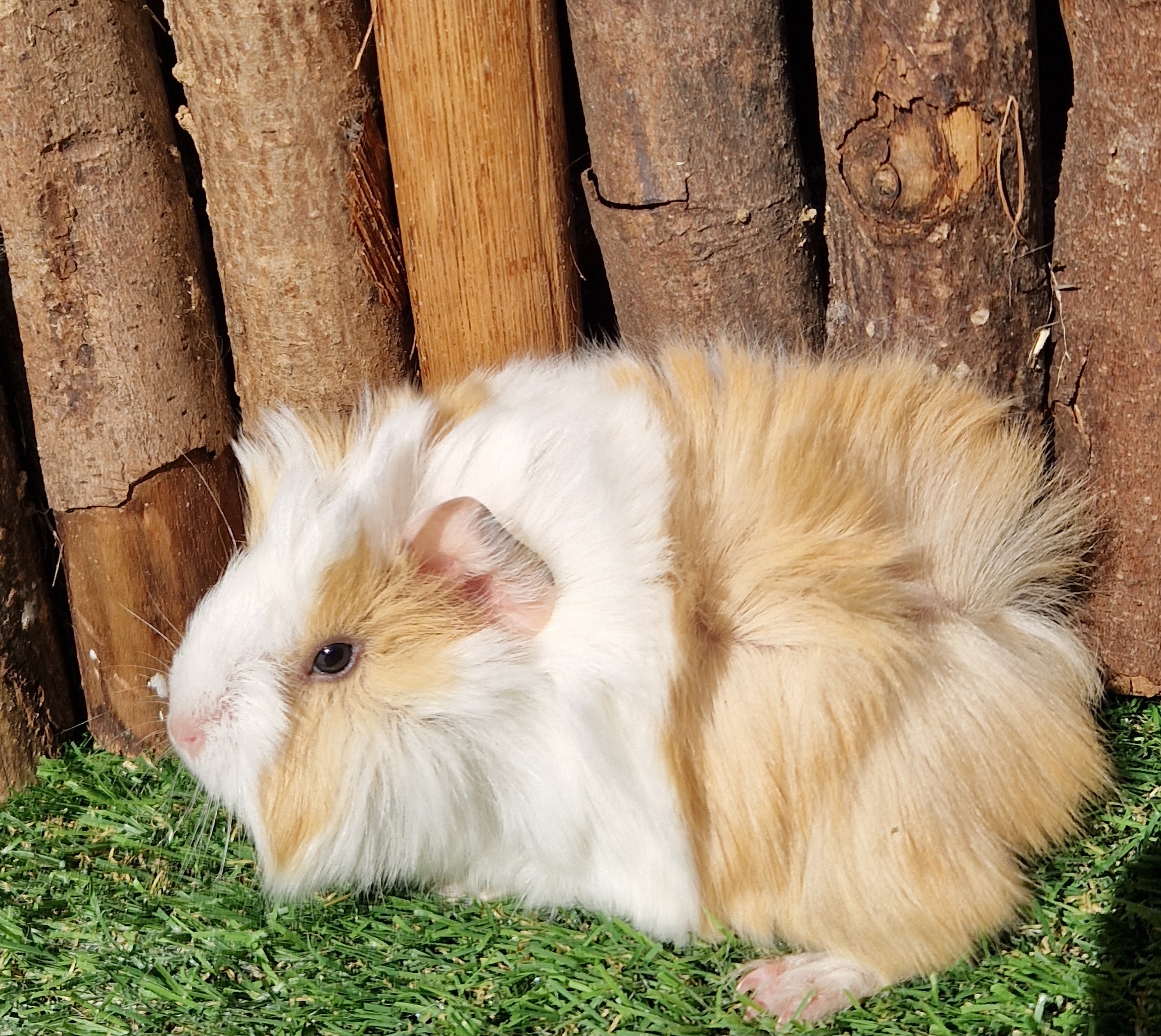 Leuke cavia,s | Bokt.nl