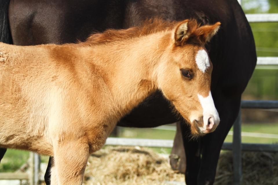Red dun frame overo Paint hengst | Bokt.nl