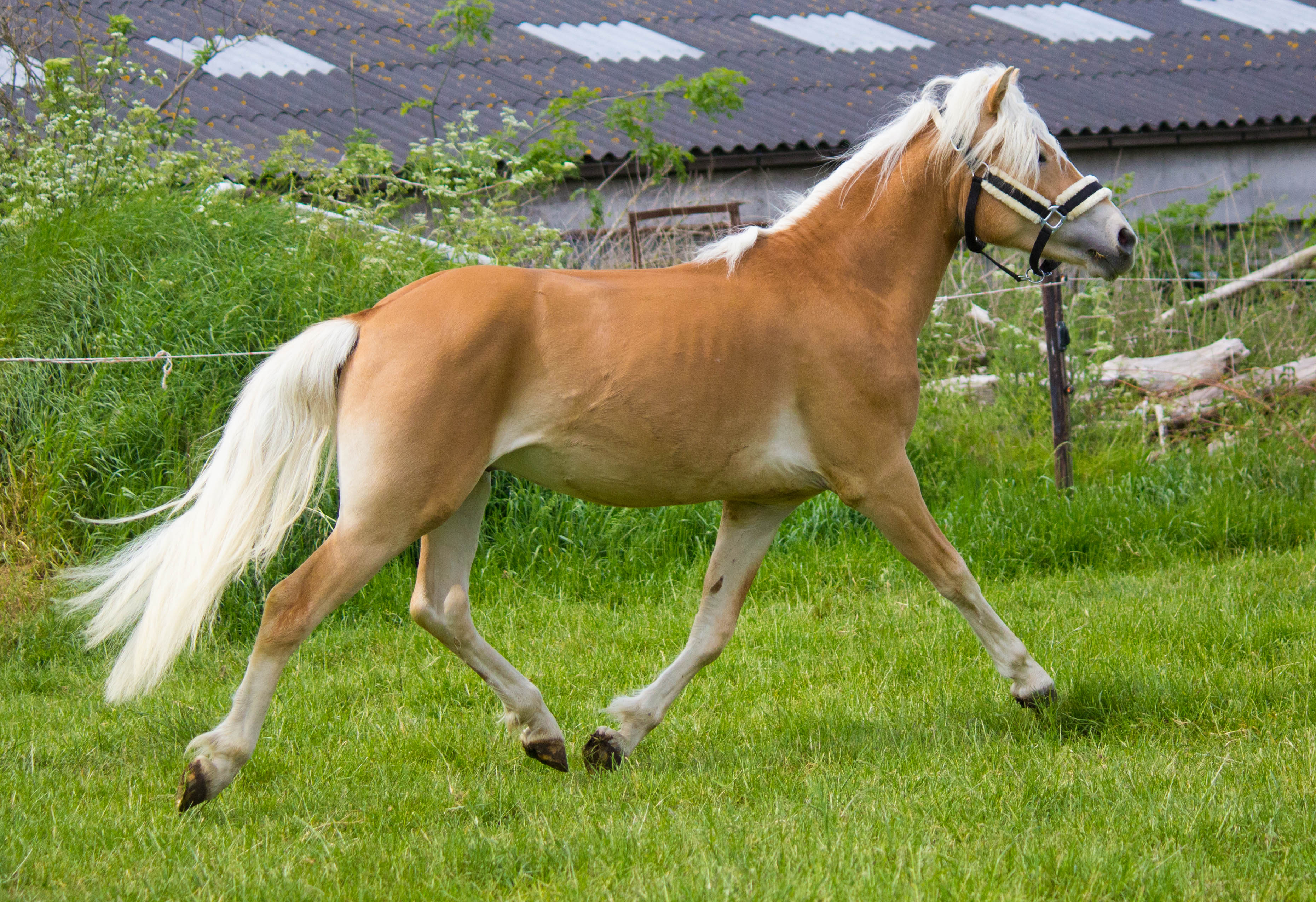prachtige haflinger hengst 2 jaar | Bokt.nl