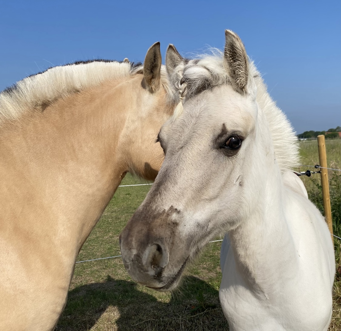 Gra Fjord jaarling te koop (FOKKERIJ) | Bokt.nl