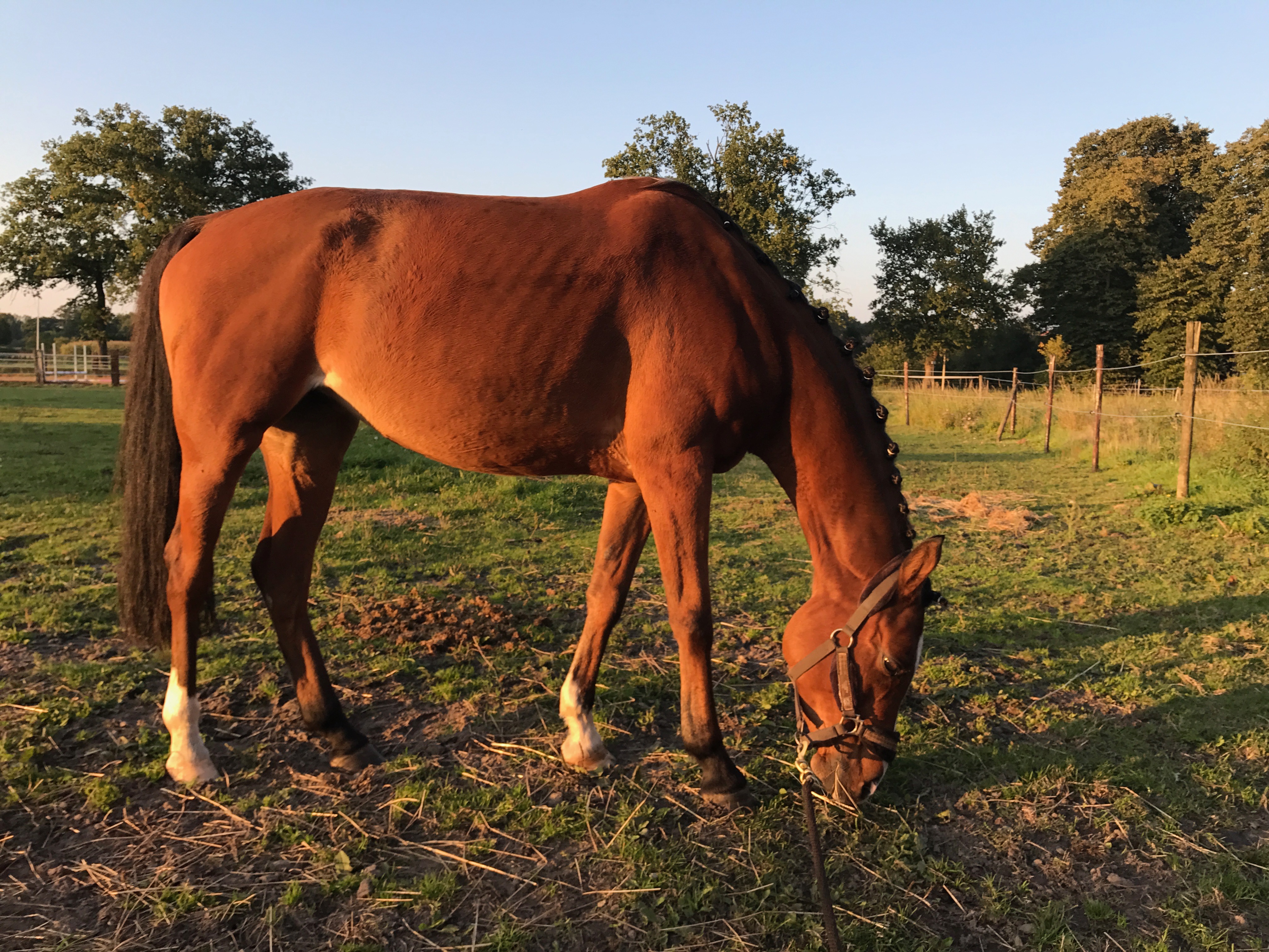 D-PONY TE KOOP | Bokt.nl