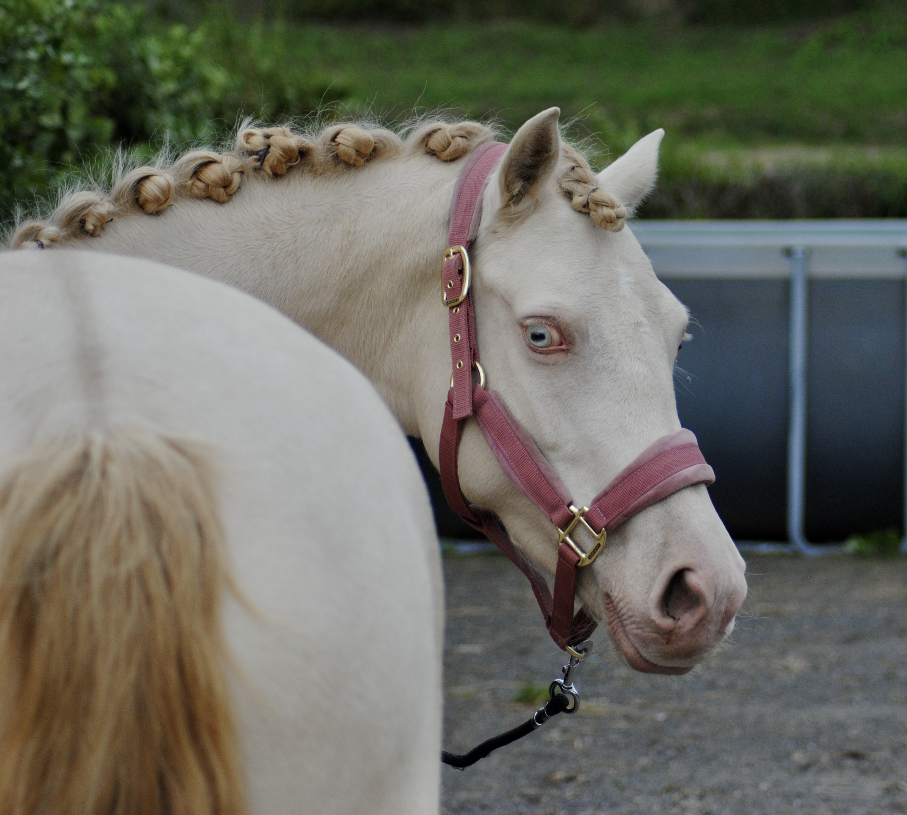 Uitzonderlijke 6 jarige perlino D pony nrps ster merrie | Bokt.nl