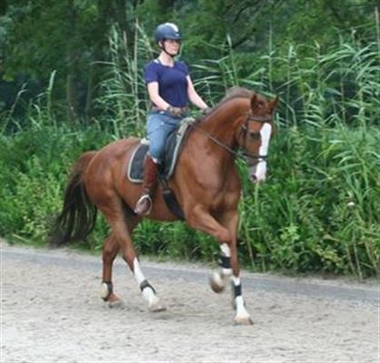 Tienjarige vosruin Negro x G Ramiro Z | Bokt.nl