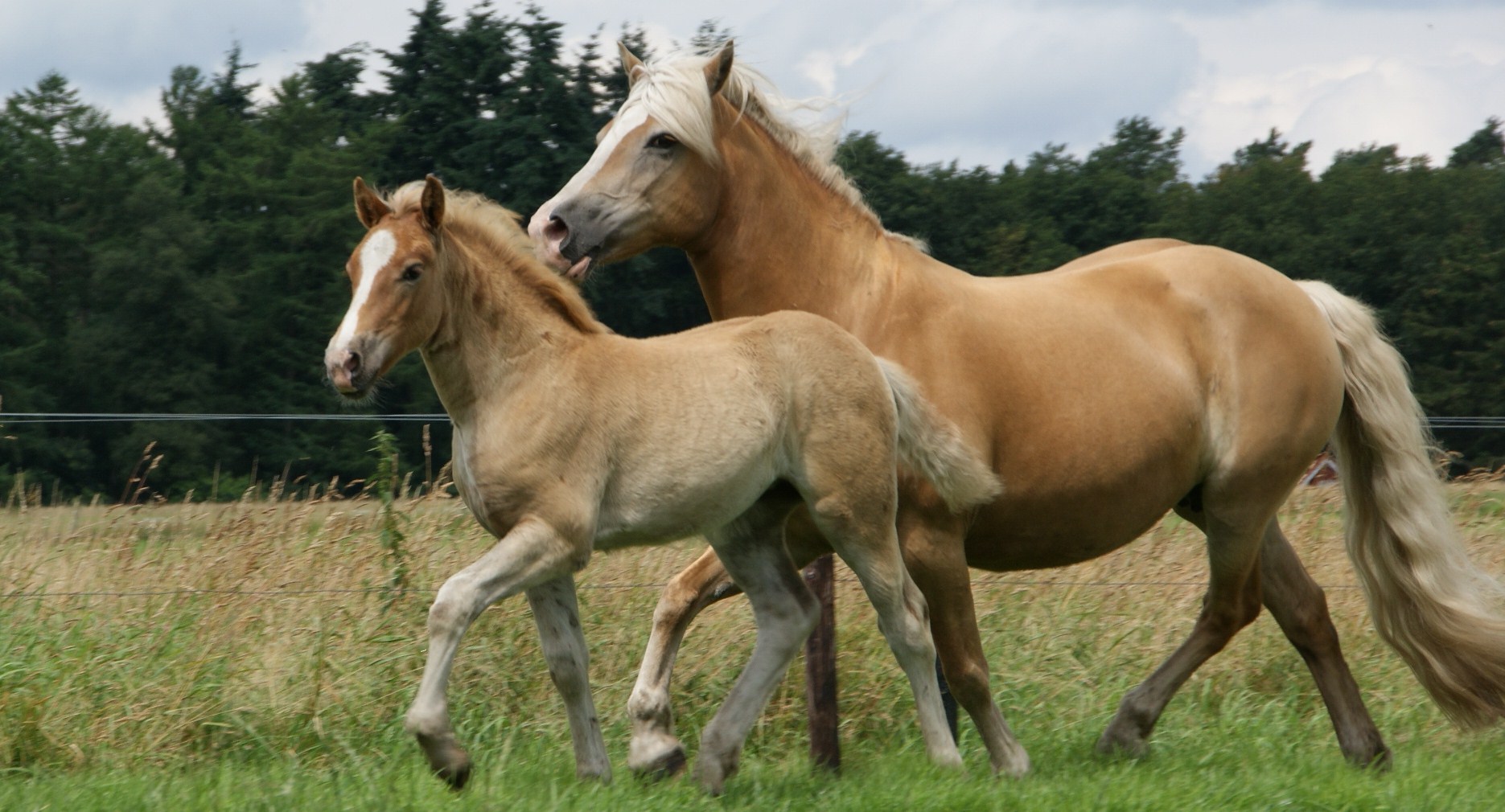 Lieve haflinger merrie veulen | Bokt.nl