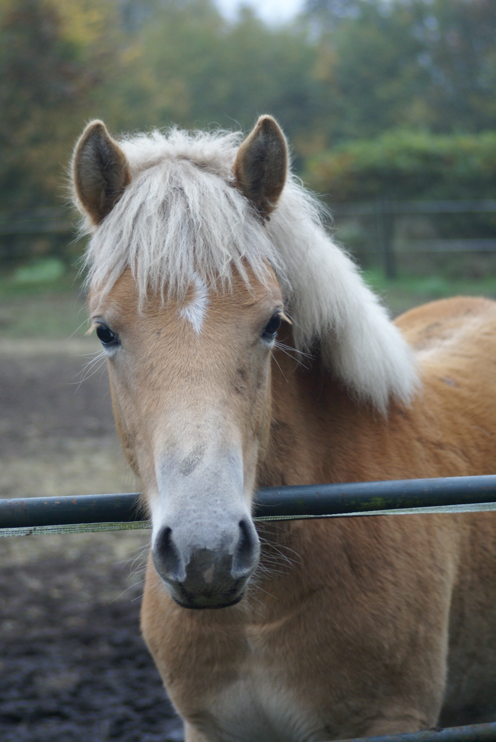 TK:Haflinger merrie veulen | Bokt.nl