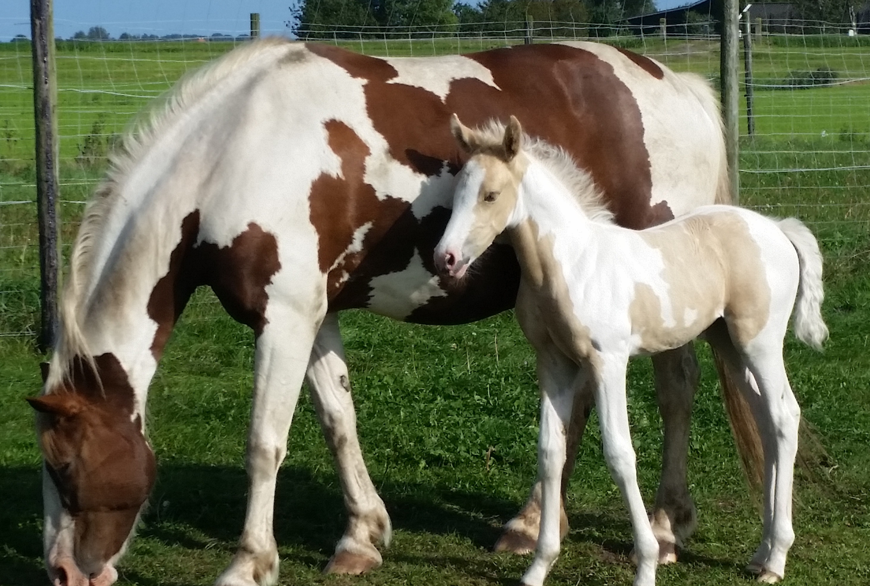 Mooi palomino bont merrie veulen | Bokt.nl
