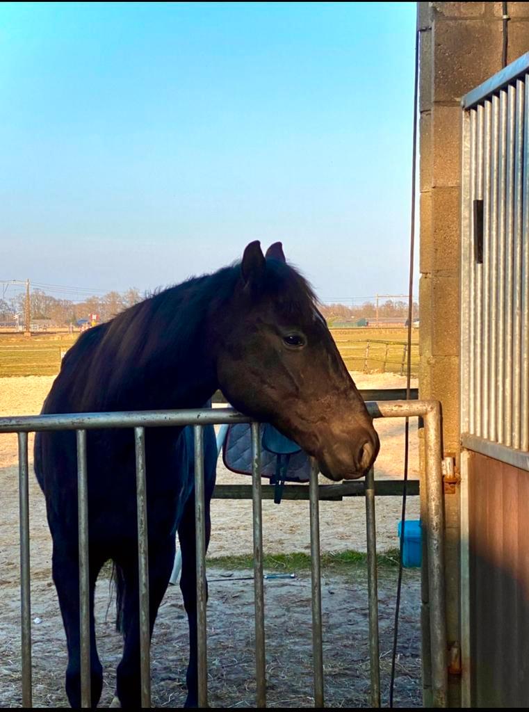 Lieve Franse Draver Ruin 6 jr. | Bokt.nl