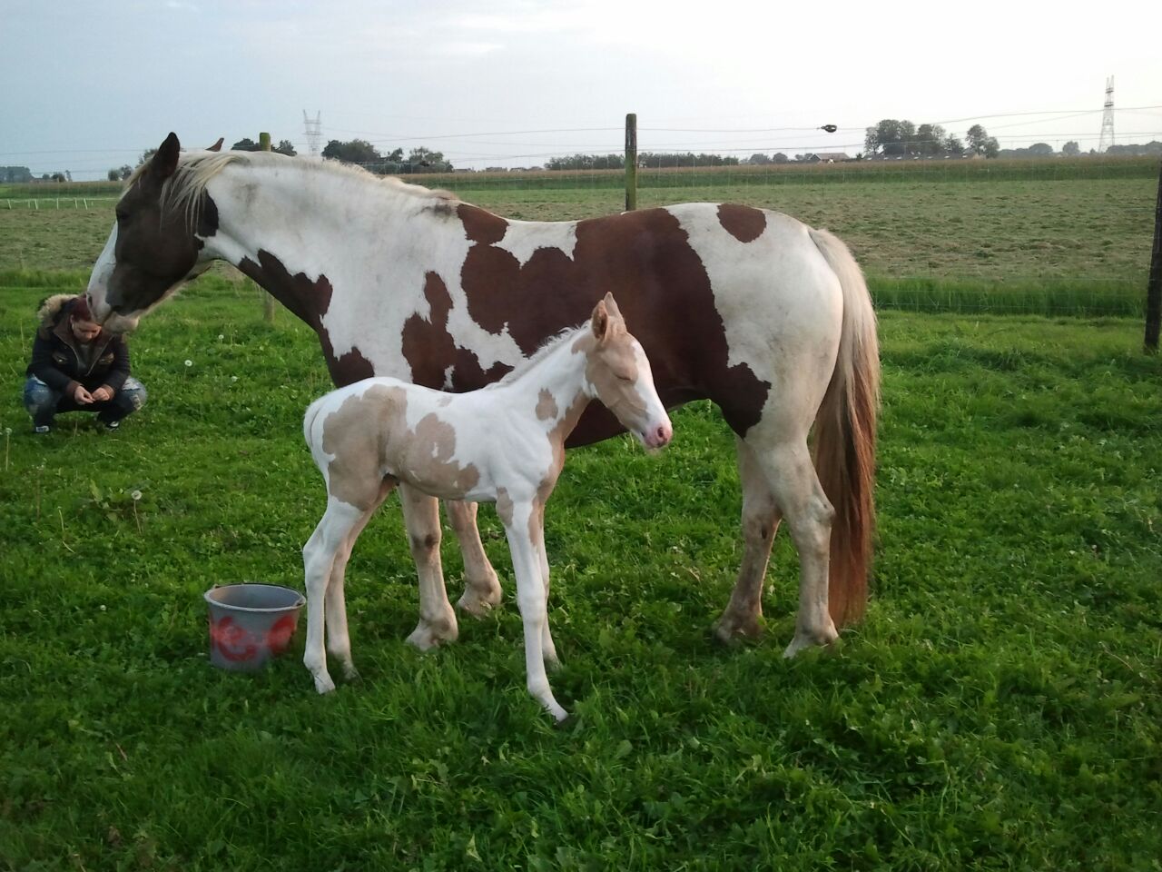 Mooi palomino bont merrie veulen | Bokt.nl