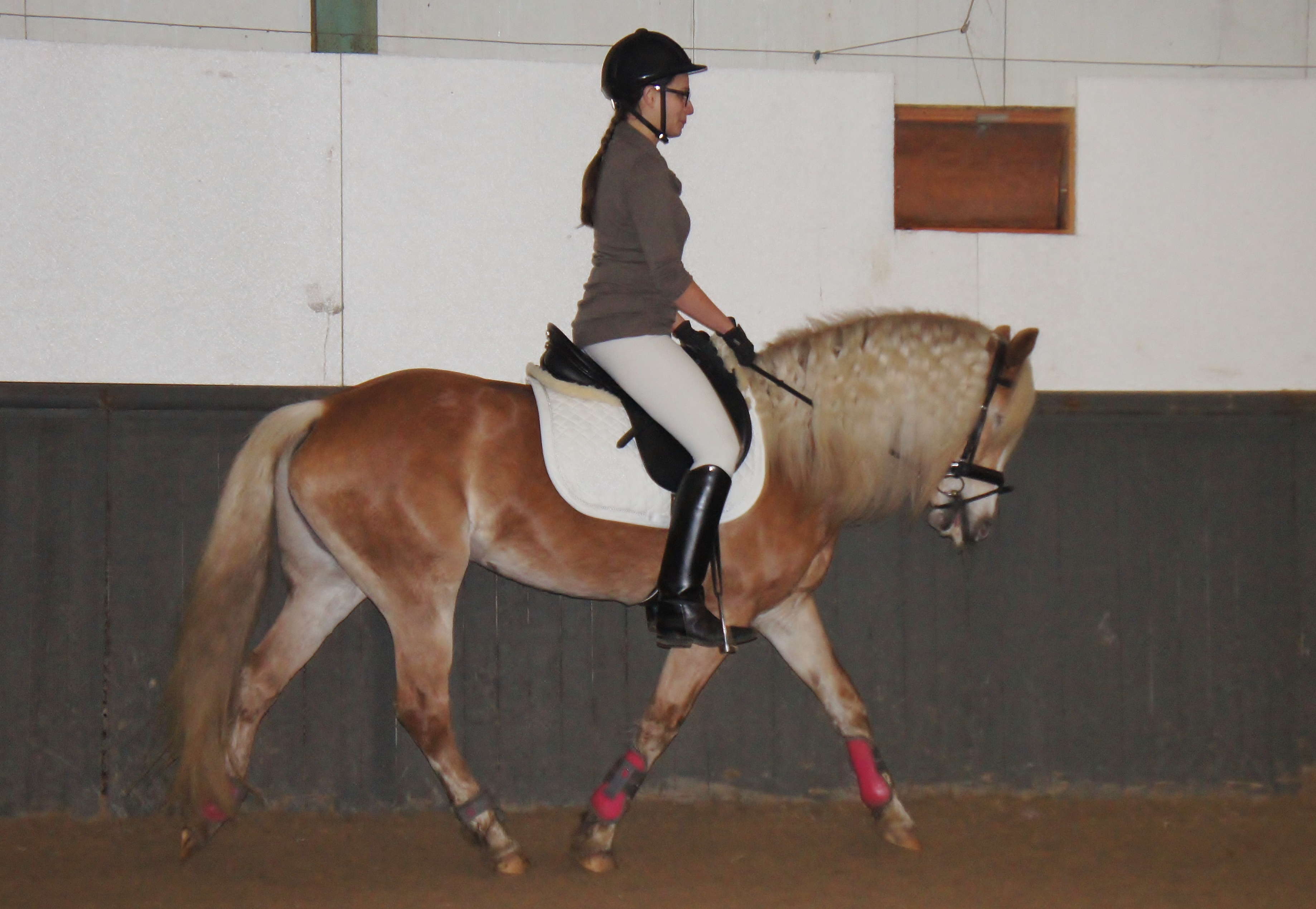 Luxe en mooie Haflinger! Dressuur Springen en Cross | Bokt.nl