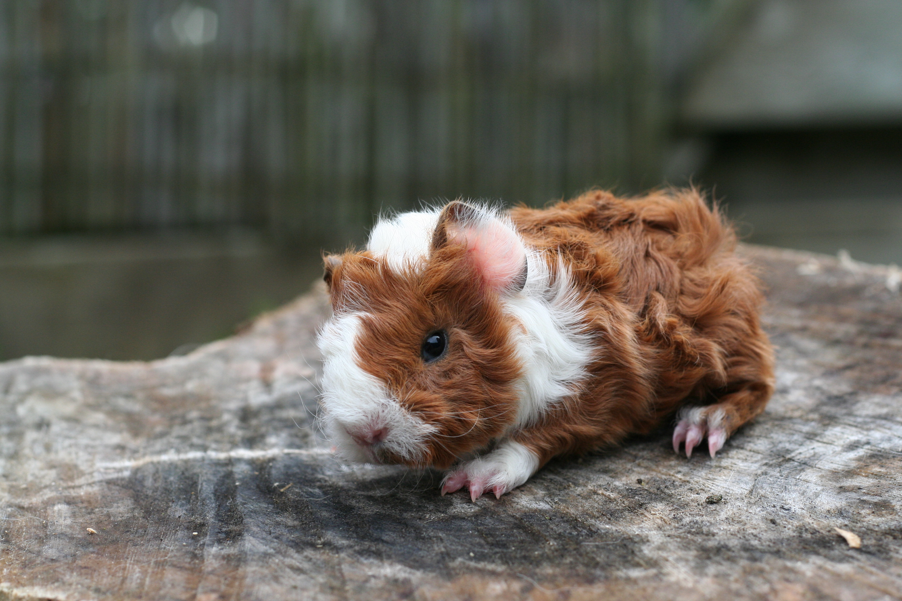 Lunkarya cavia (jong) beertje, zeer lief! | Bokt.nl