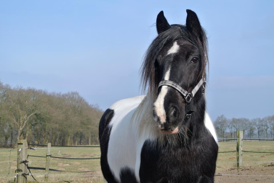 Waanzinnige Tinker merrie | Bokt.nl
