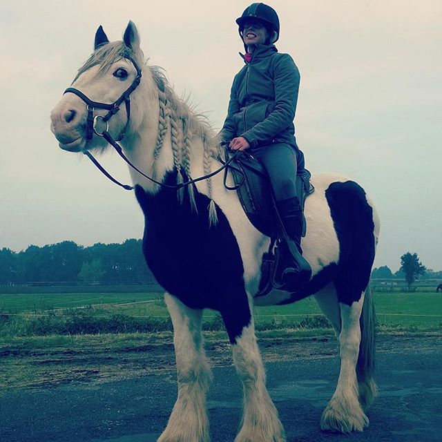 Prachtige Tinker merrie | Bokt.nl