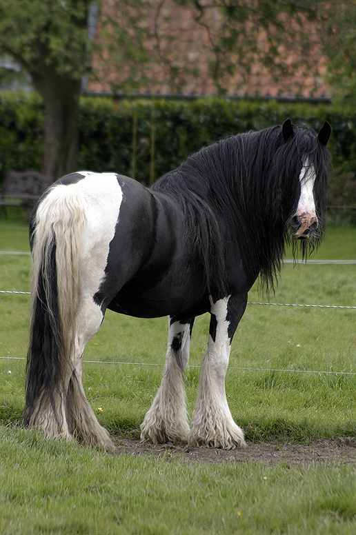 2 jarige bonte tinker merrie | Bokt.nl