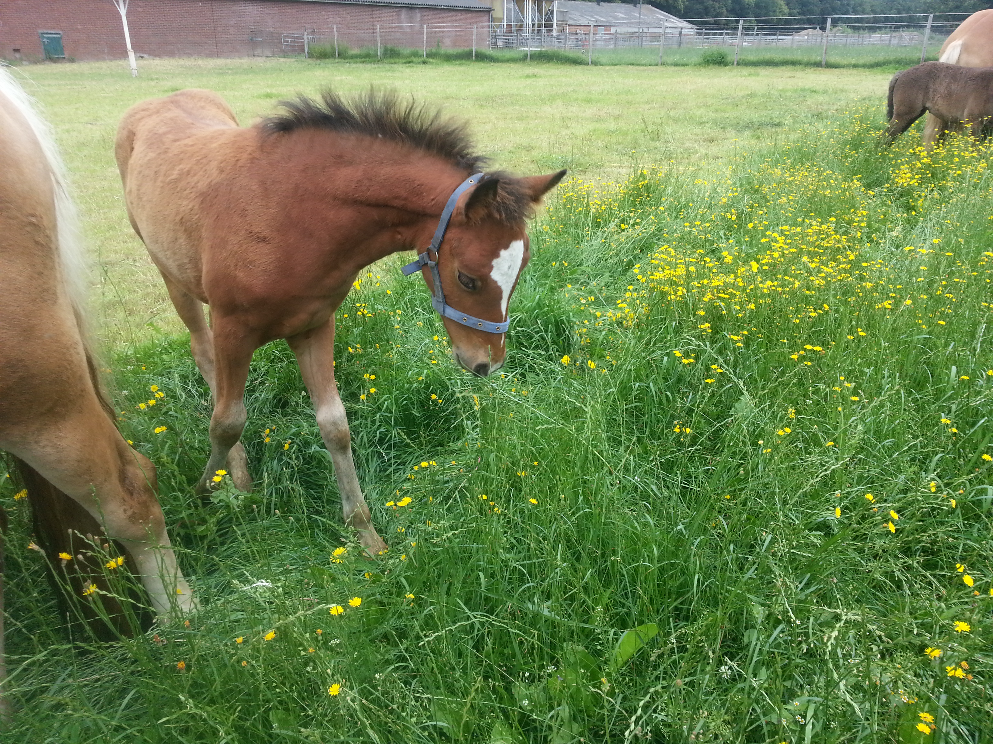 Super lief Haflinger x Fries veulen | Bokt.nl