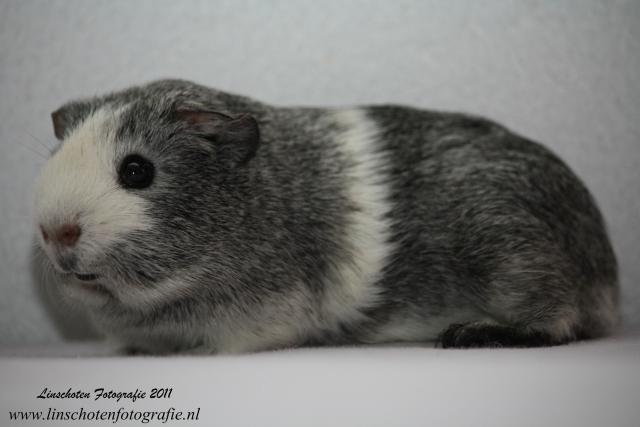 Cavia, Beer 8 maanden oud, zilveragouti. | Bokt.nl