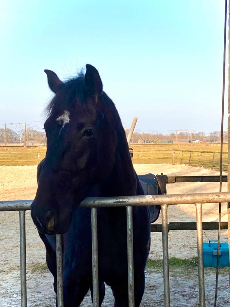 Lieve Franse Draver Ruin 6 jr. | Bokt.nl