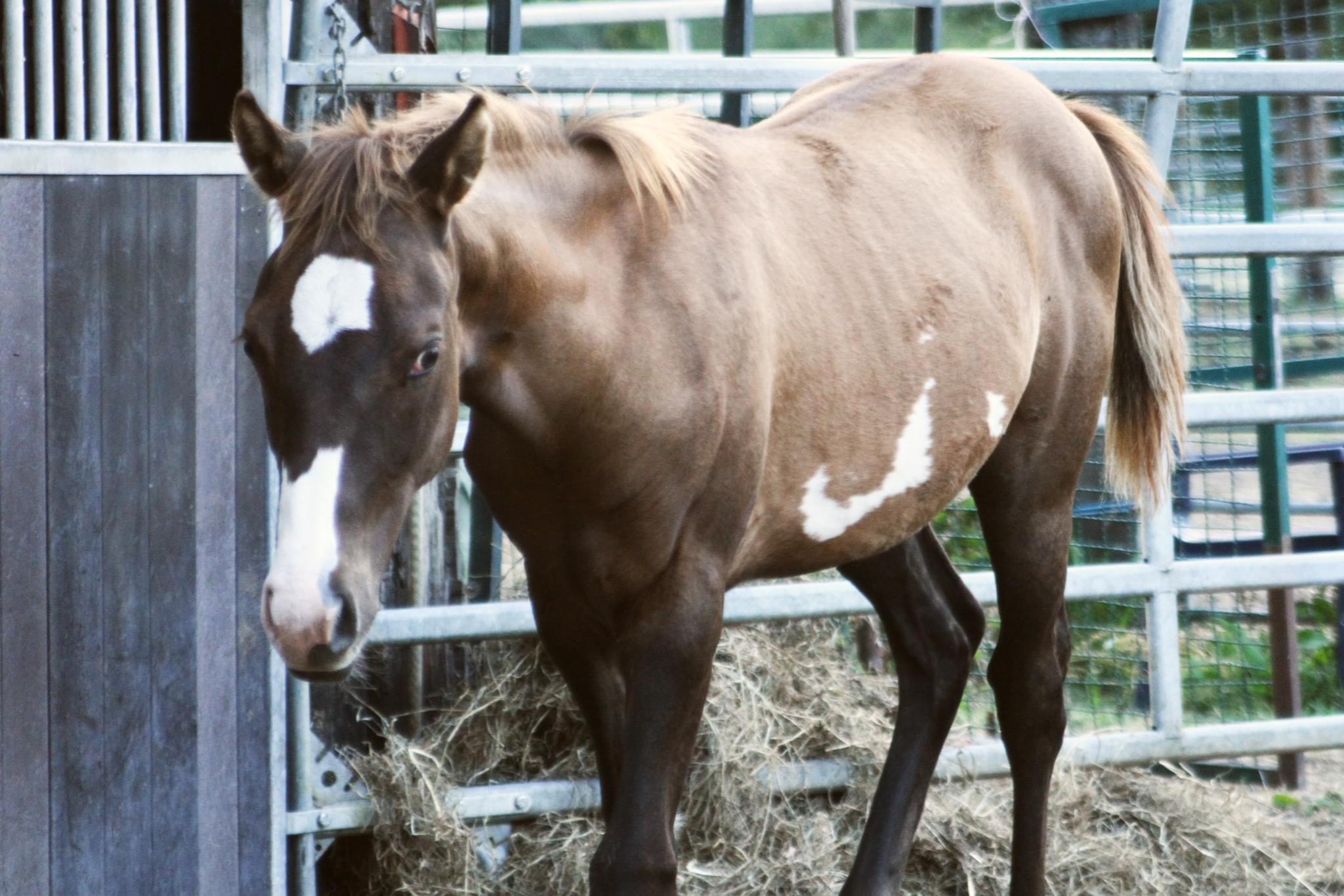 Red dun frame overo Paint hengst | Bokt.nl