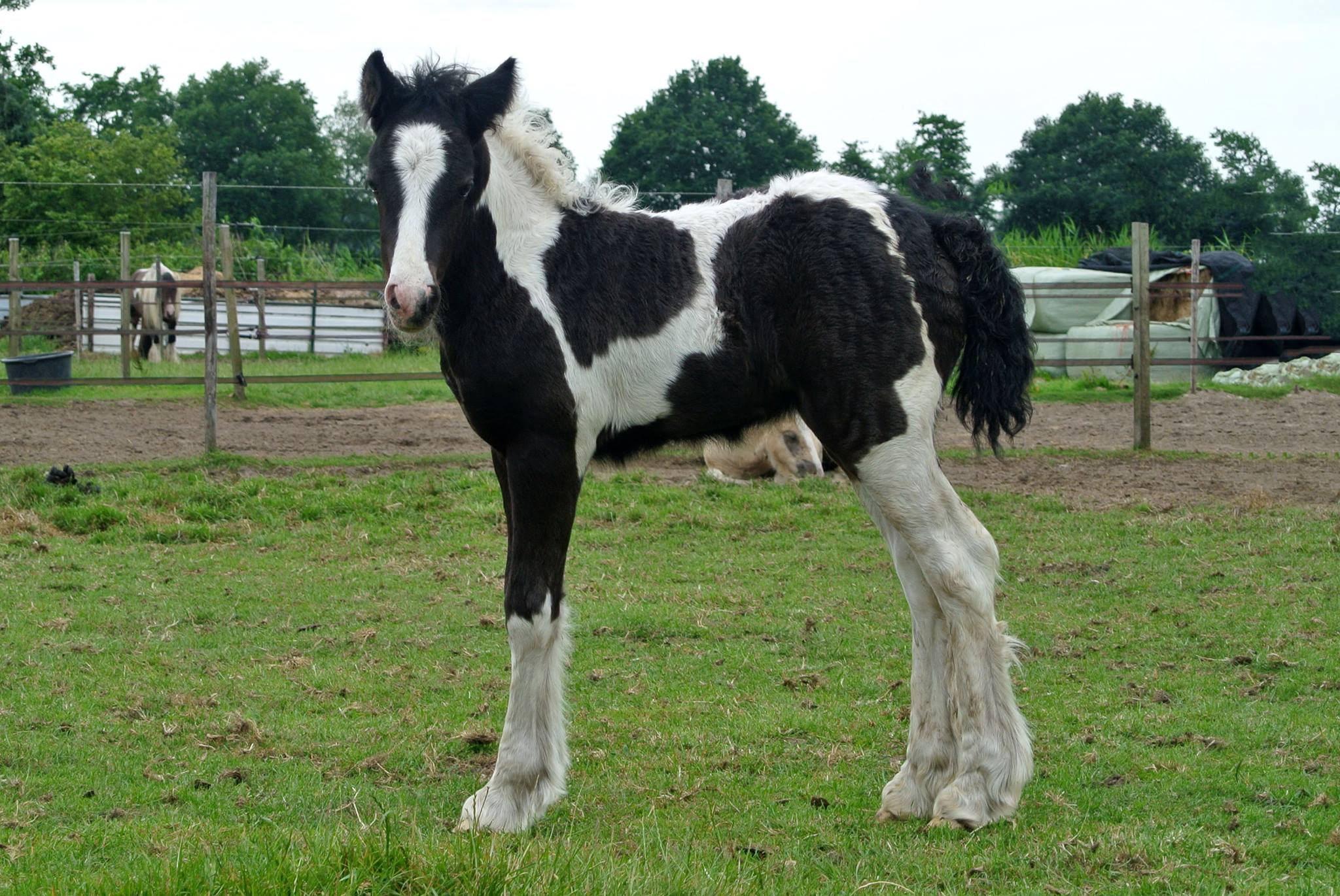Veelbelovend Tinker merrie veulen | Bokt.nl