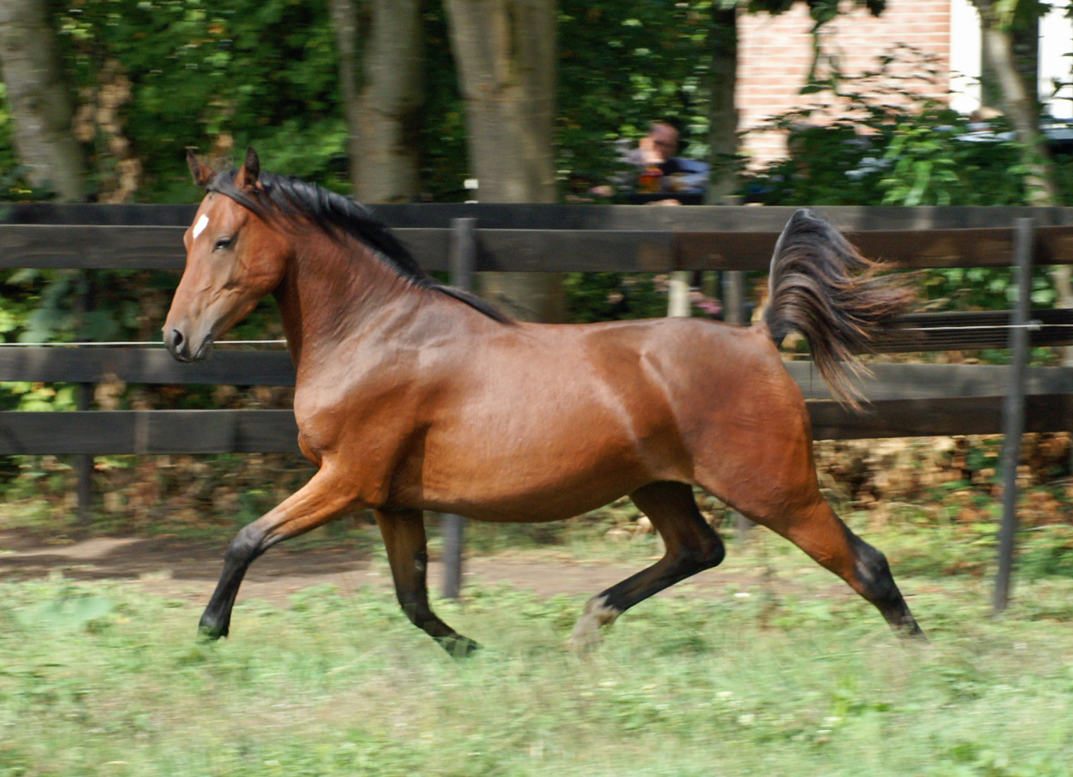 4 jarige Allround NRPS D-pony (vader FS Ramzi H) | Bokt.nl