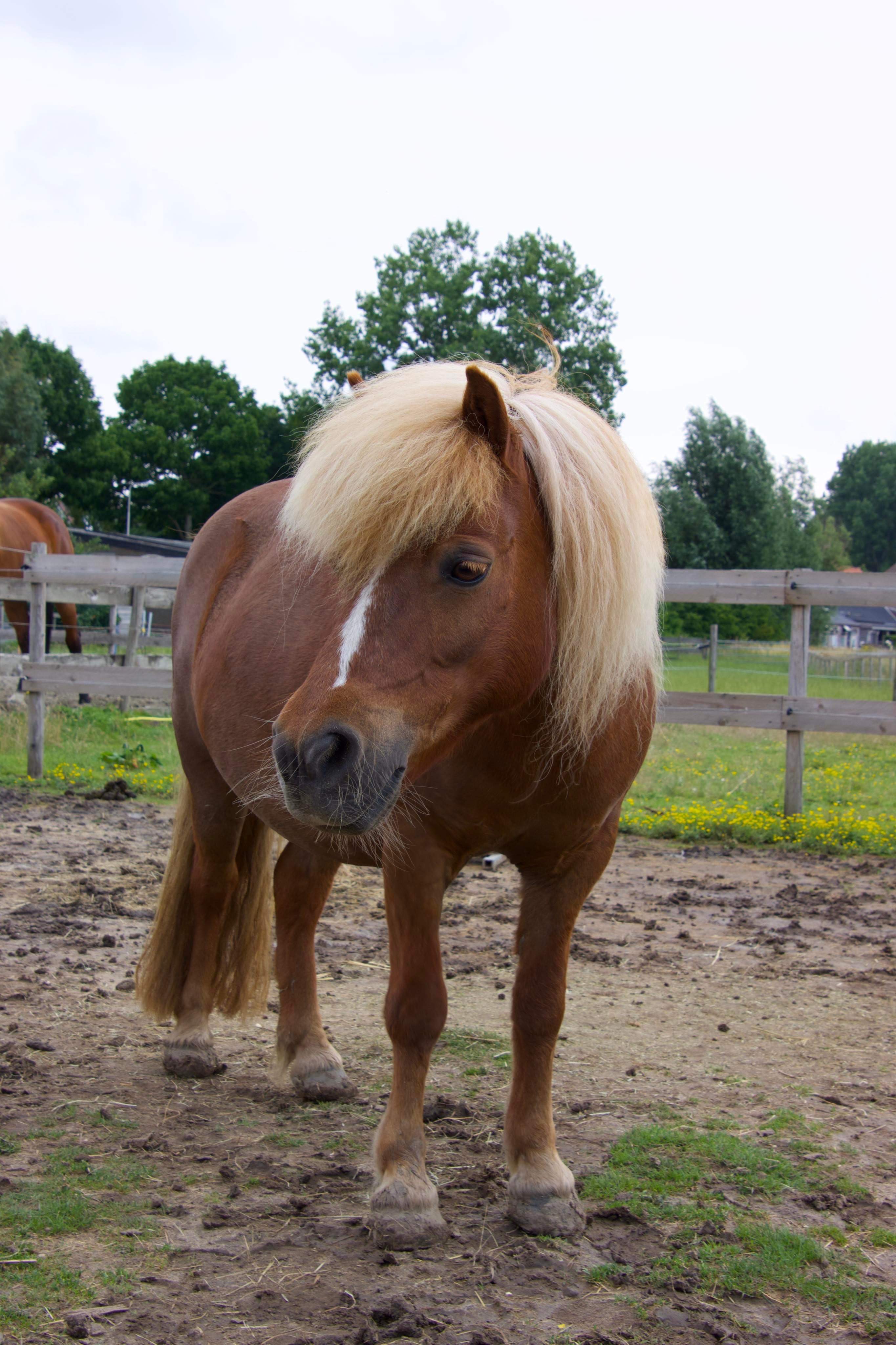 Super lieve shetland pony | Bokt.nl