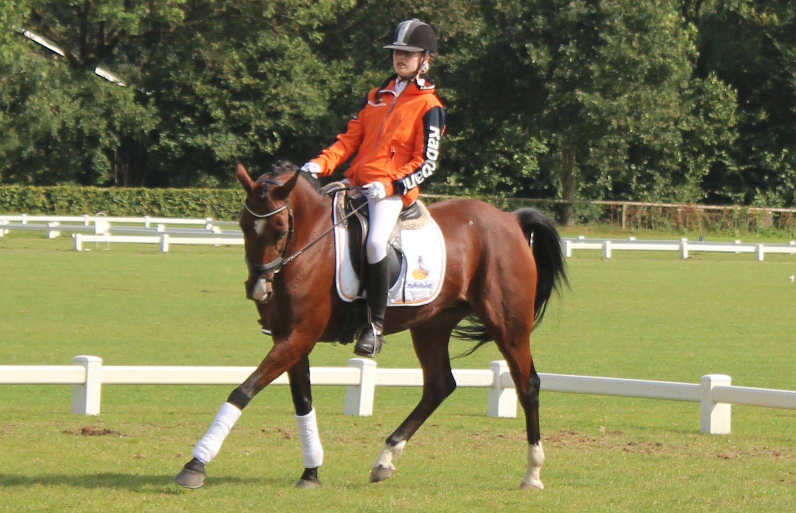 Super dressuur D-pony, echte blikvanger | Bokt.nl