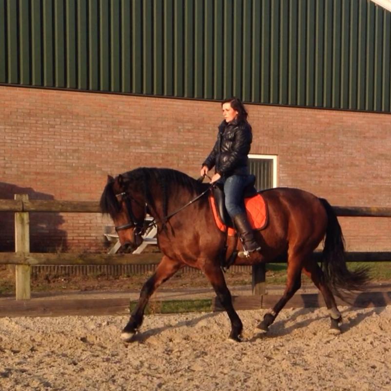 Samenwerken, harmonie tussen ruiter en paard | Bokt.nl