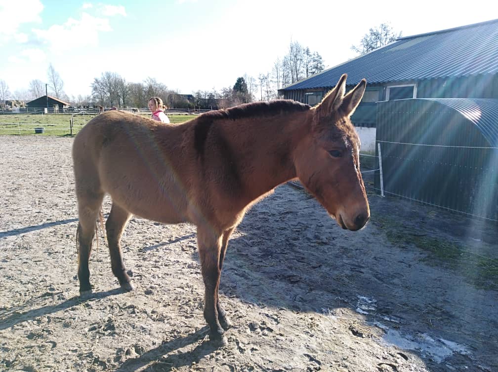 Muildier te koop | Bokt.nl