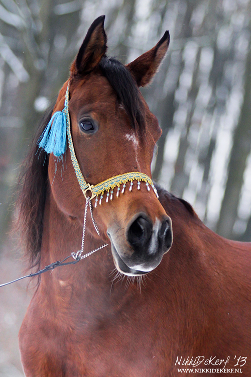 Mooie gezins arabier - Arabier met potentie | Bokt.nl