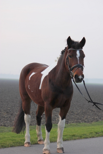 Leuke bonte rij/men pony | Bokt.nl