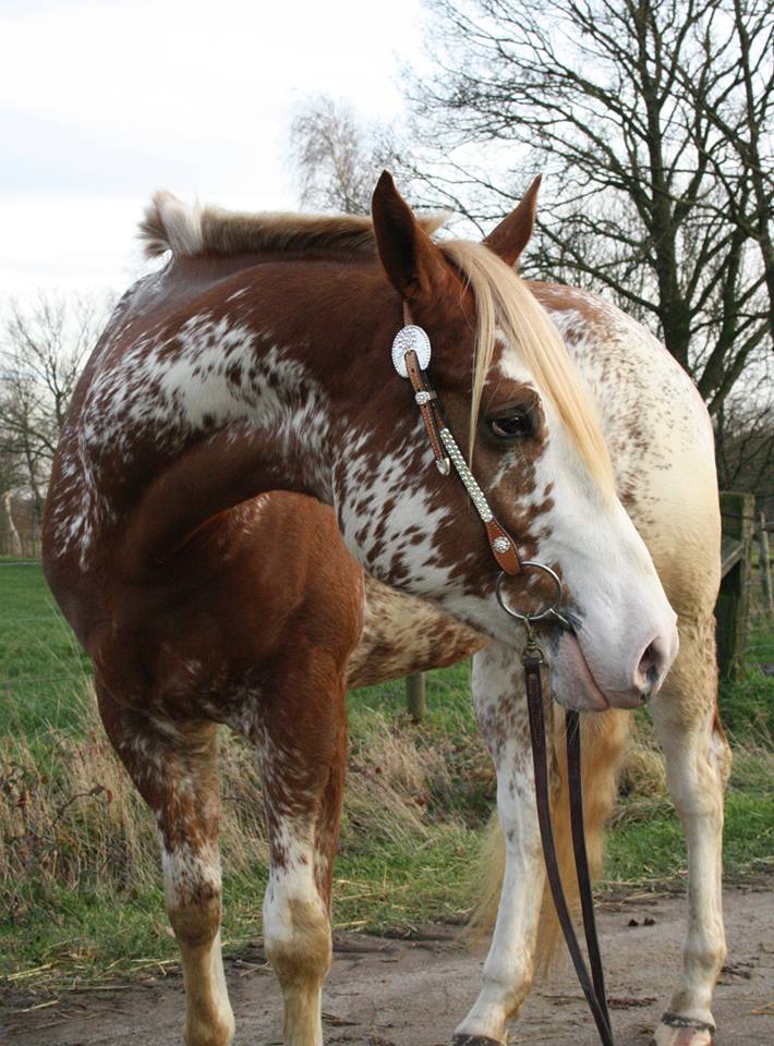 Sorrel Overo/sabino paint mare ( allround ) | Bokt.nl