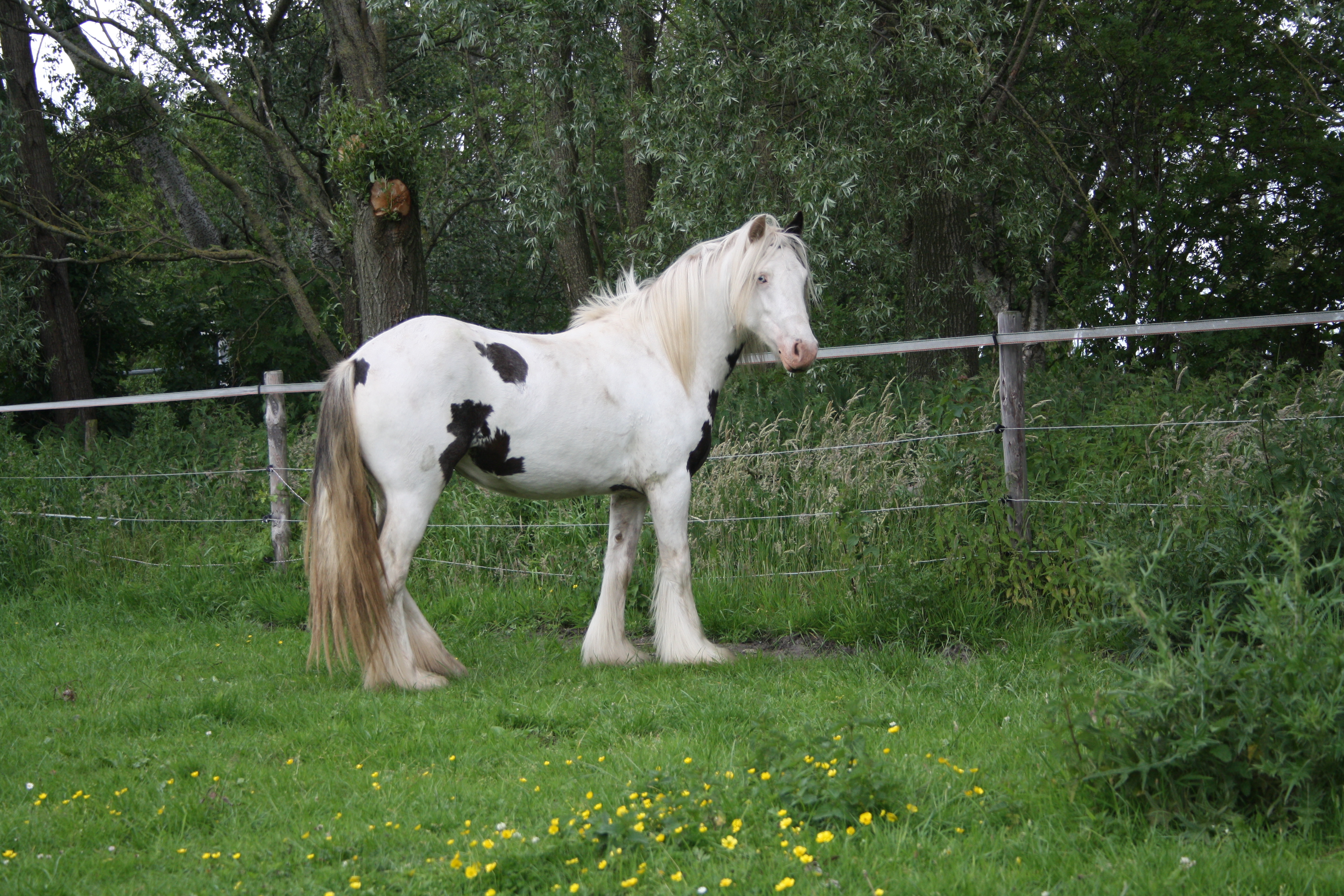 Prachtige tinker merrie met unieke tekening! *eye catcher* | Bokt.nl