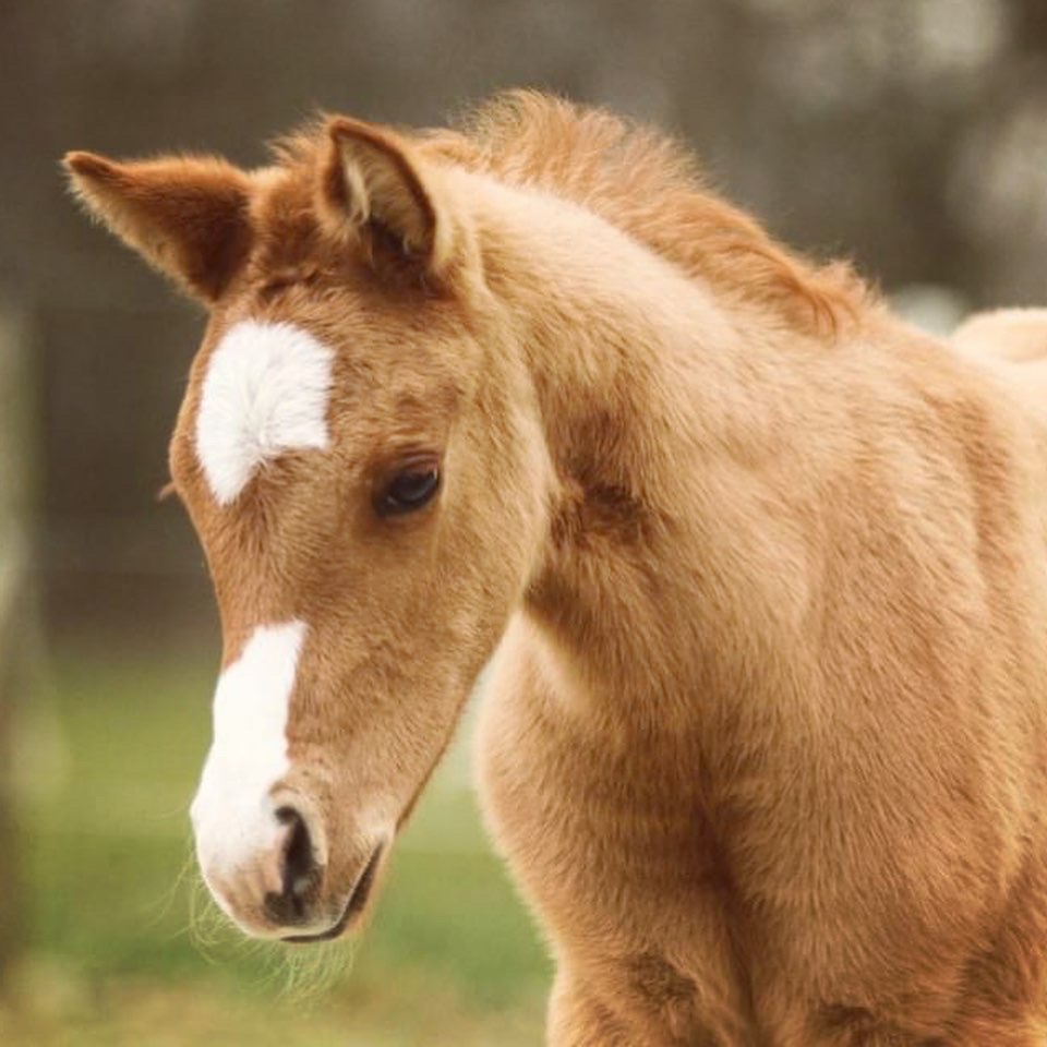 Red dun overo hengstenveulen | Bokt.nl