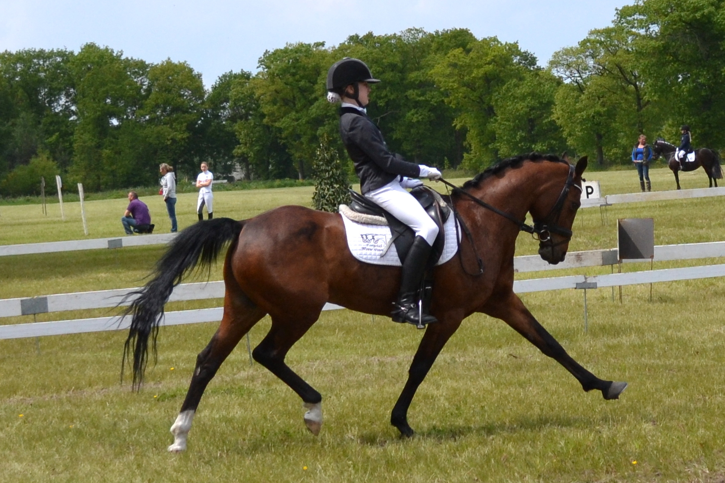 Super dressuur D-pony, echte blikvanger | Bokt.nl