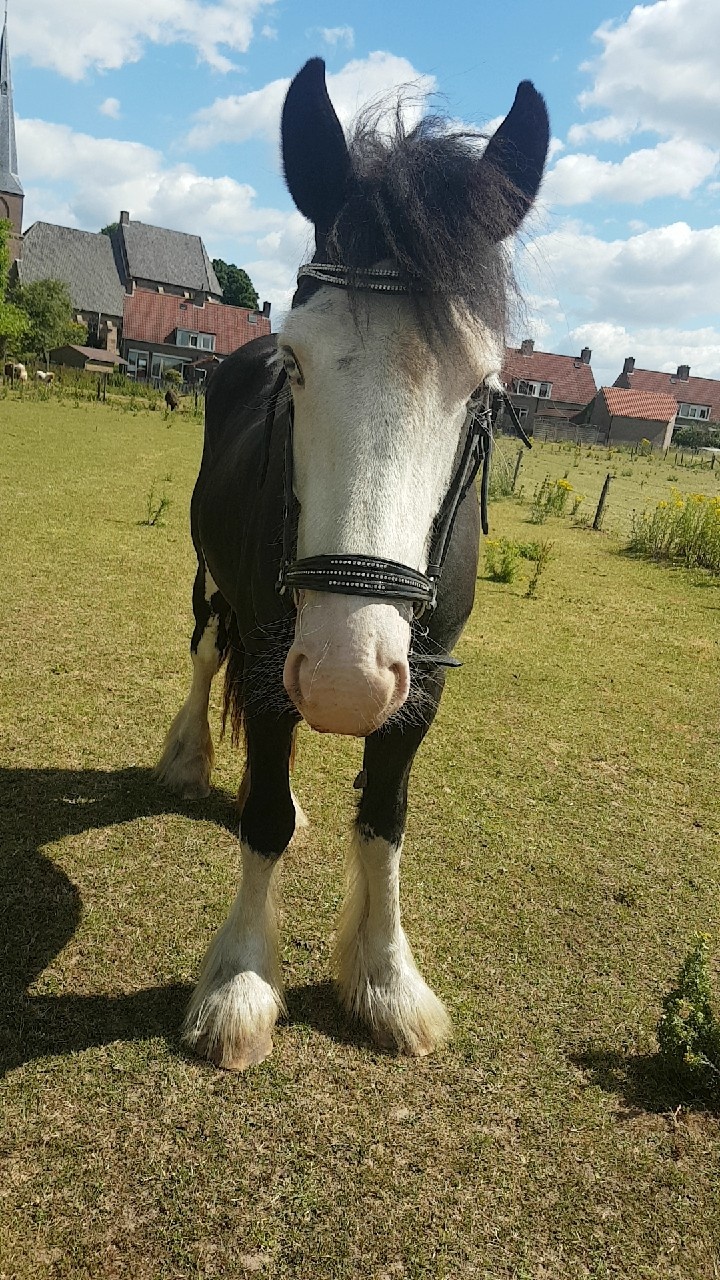 Lieve tinker merrie te koop | Bokt.nl